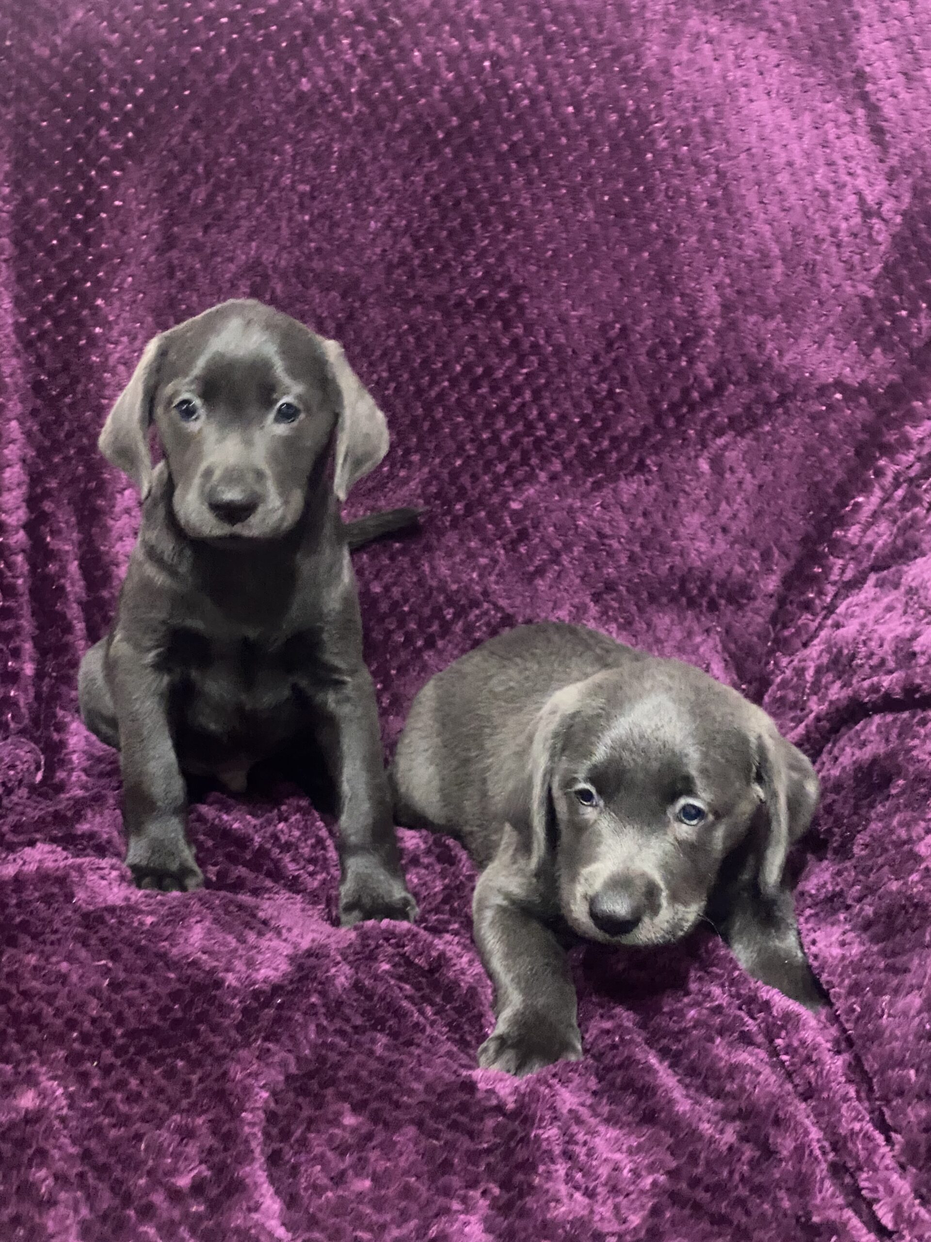 Castlerock Kennels | Breeding top quality Labrador Retrievers for over ...